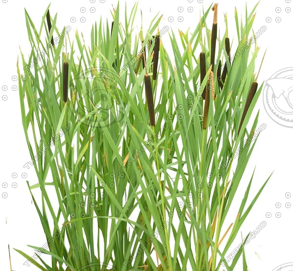 Texture PNG Typha latifolia cat