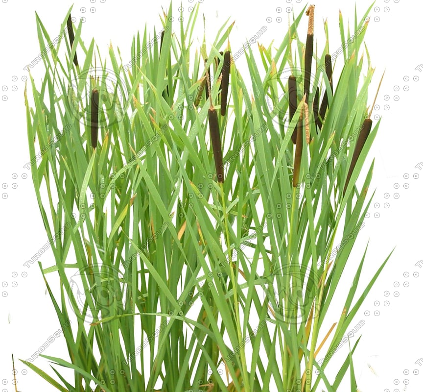 Texture PNG Typha latifolia cat