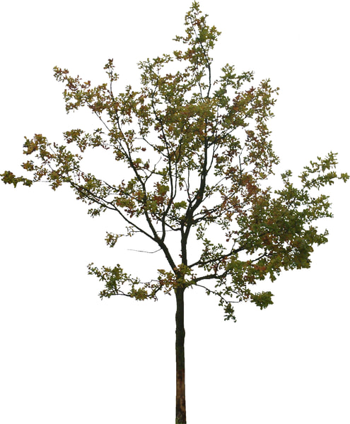 Texture JPEG autumn Tree vegetal
