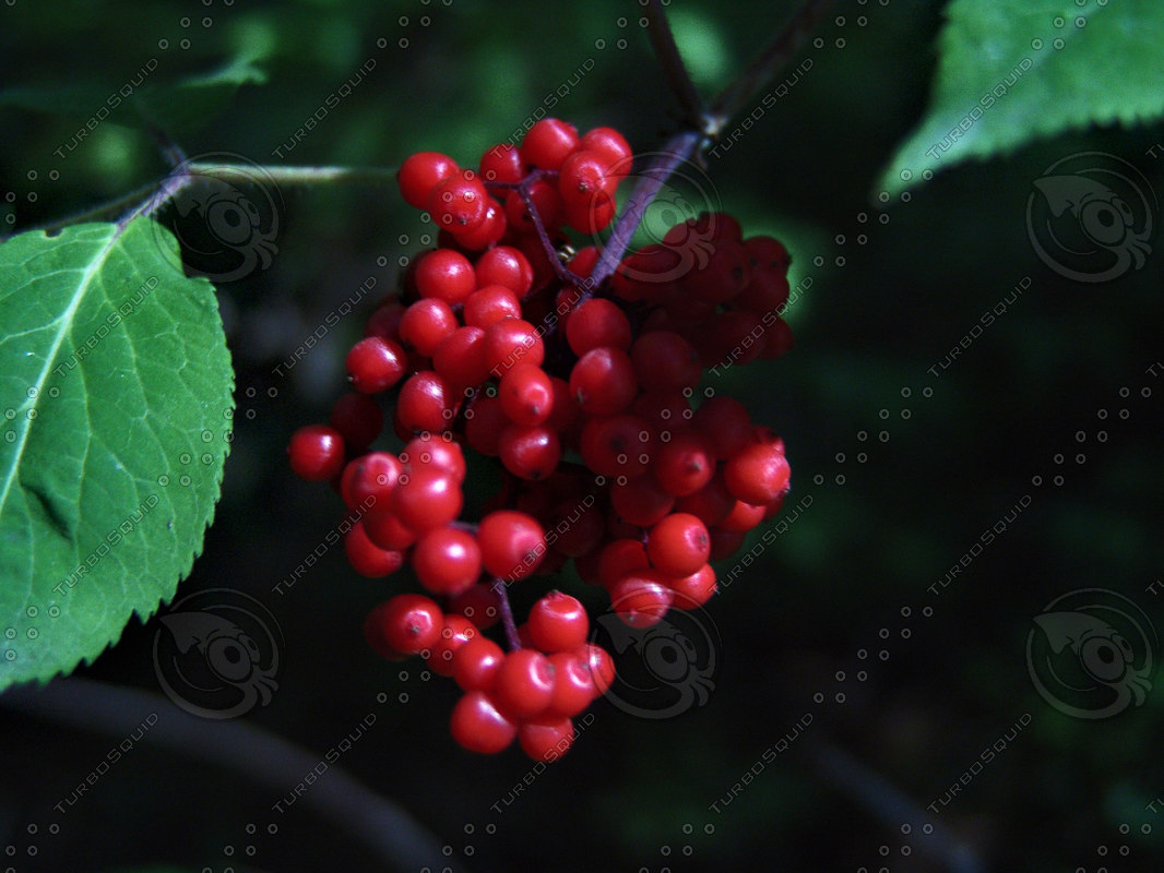 Stock JPEG berry wild mountain