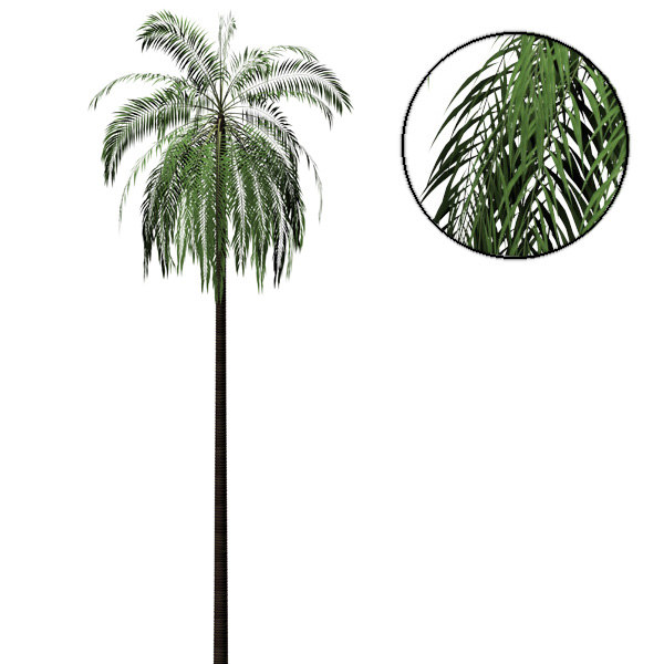 Texture JPEG palm cut out