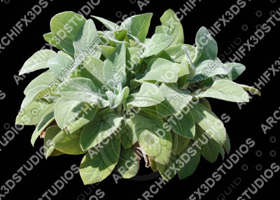 Texture TIFF flowers landscape foliage