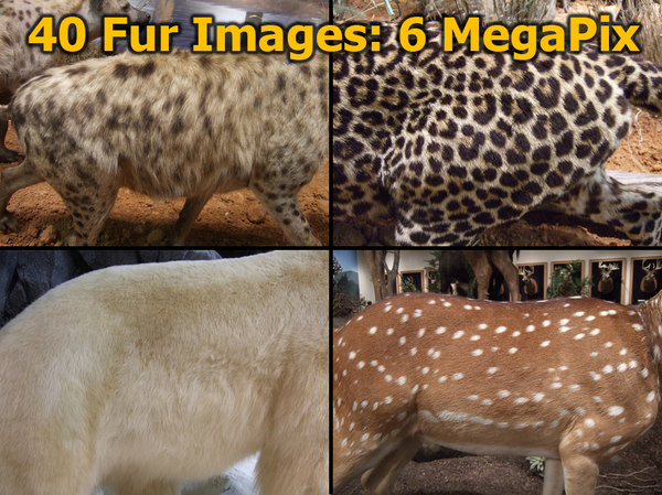 Texture Windows Bitmap leopard fur soft