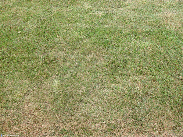 Texture JPEG grass high resolution