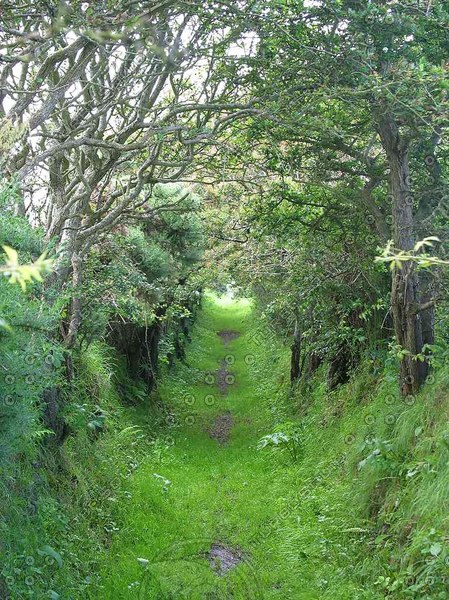 Texture JPEG irish country lane