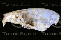 mouse skeleton 3d obj
