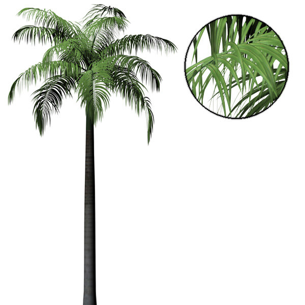 Texture JPEG palm cut out