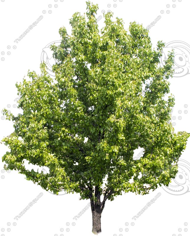 Texture JPEG tree photo transparent