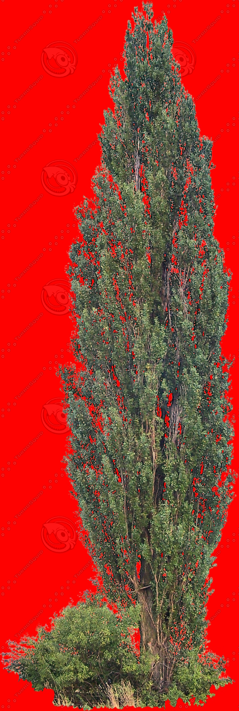 Texture JPEG tree photo transparent