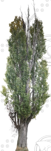 Texture JPEG tree photo transparent