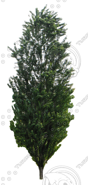 Texture JPEG tree trees leaf