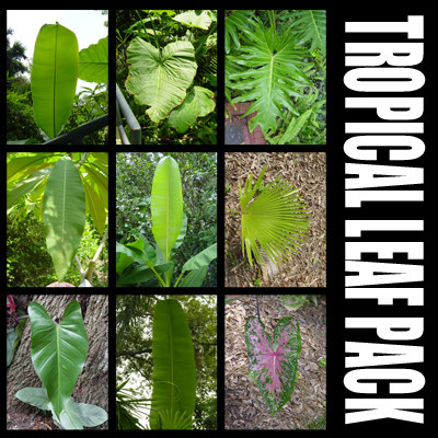 Stock tropical leaves environment