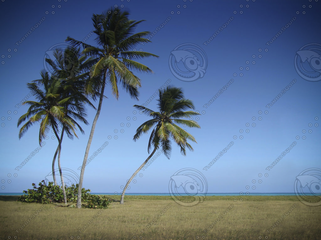 Stock JPEG beach tropical night