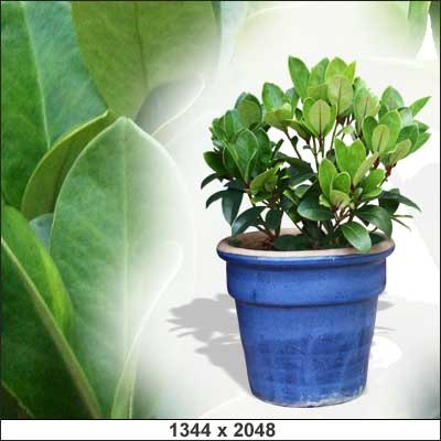 Texture Photoshop patio isolated on