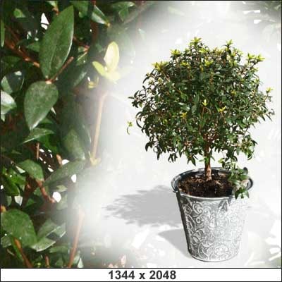 Texture Photoshop patio isolated on