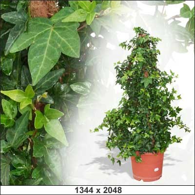 Texture Photoshop patio isolated on