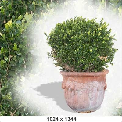 Texture Photoshop patio isolated on