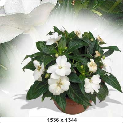 Texture Photoshop patio isolated on