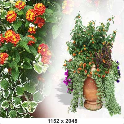 Texture Photoshop patio isolated on