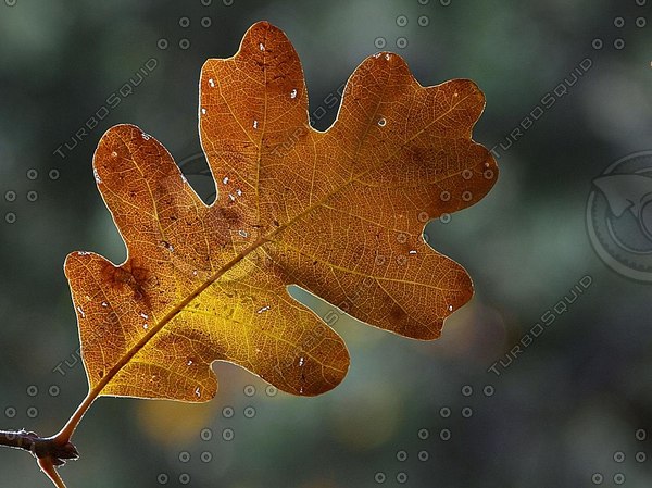Stock JPEG leaf fall leaves
