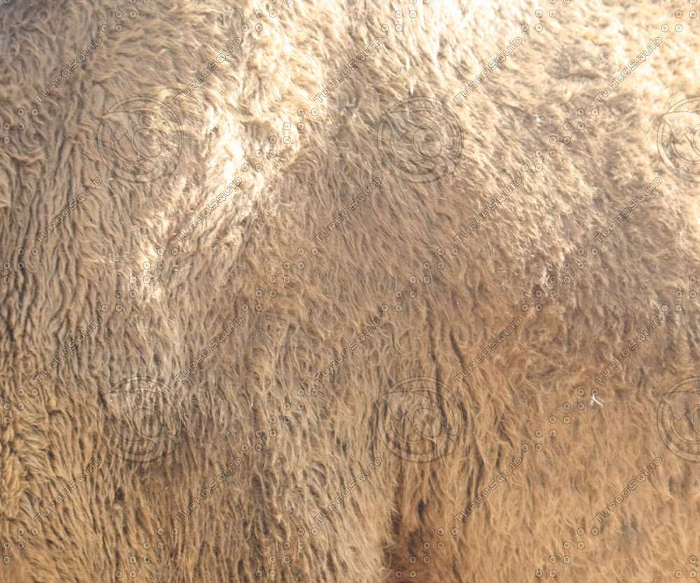 Texture JPEG camel skin texture