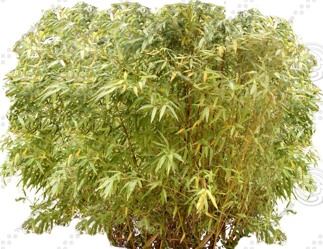 Texture JPEG bamboo plant tree