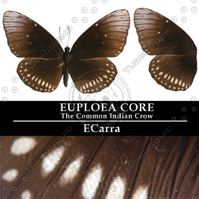Stock JPEG Euploea Core butterfly