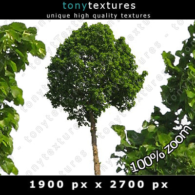 Texture JPEG Tree Summer Green