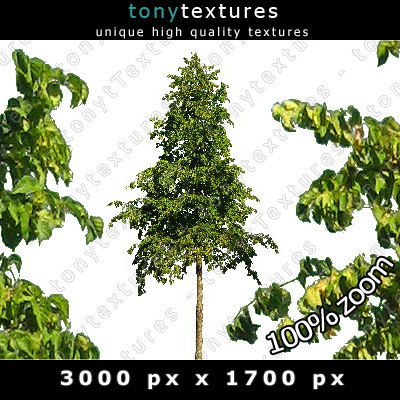 Texture JPEG Tree Summer Green