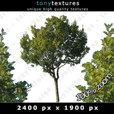 Texture JPEG Tree Summer Green