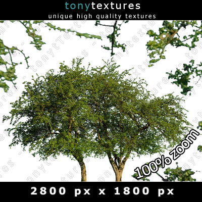 Texture JPEG Tree Summer Green