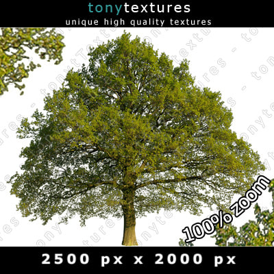 Texture JPEG Tree Summer Green