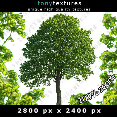 Texture JPEG Tree Summer Green