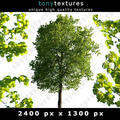 Texture JPEG Tree Green Plant