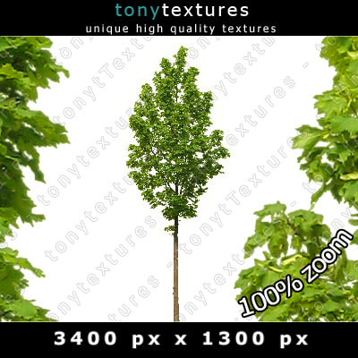 Texture JPEG Tree Green Plant