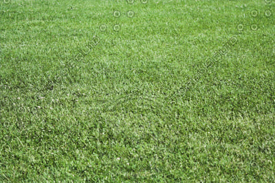 Texture JPEG grass foliage green