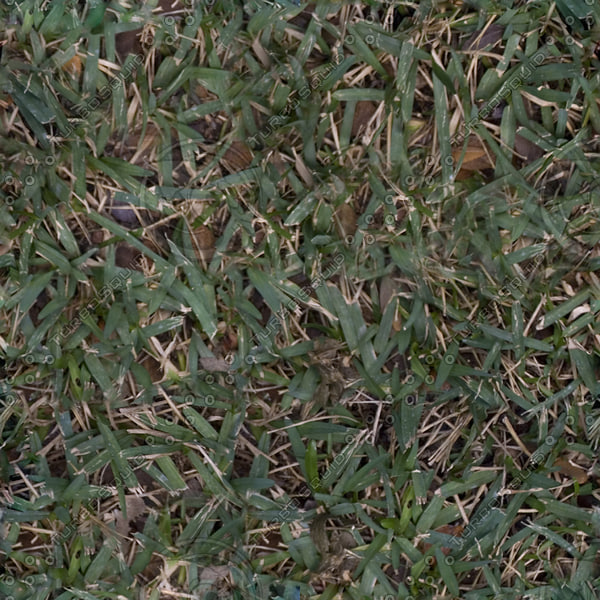 Texture JPEG grass ground landscape