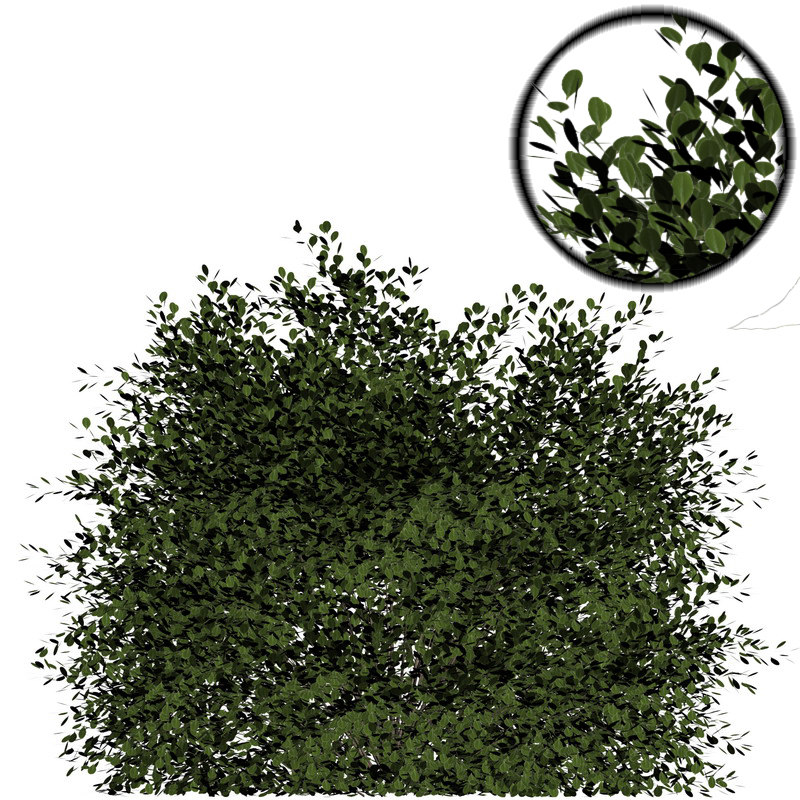 Texture JPEG shrub plant bush