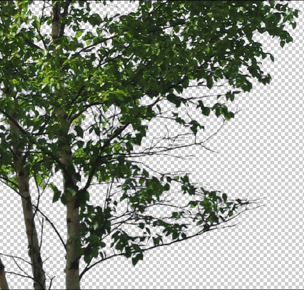Texture Photoshop whitespire birch clump