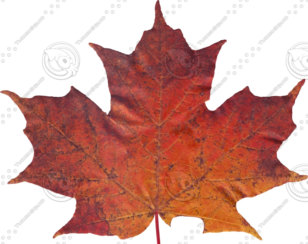 Texture PNG maple leaf fall