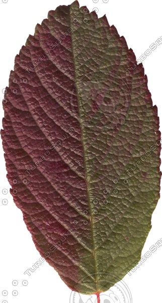 Texture PNG rose leaf fall