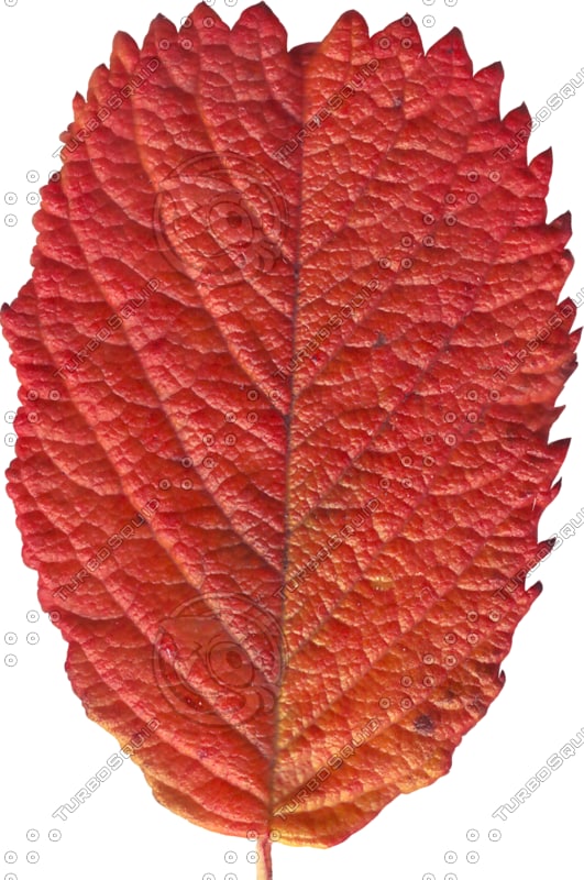 Texture PNG rose leaf fall