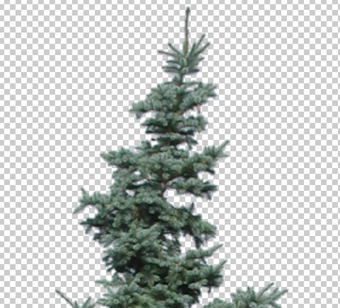 Texture Photoshop spruce tree foliage