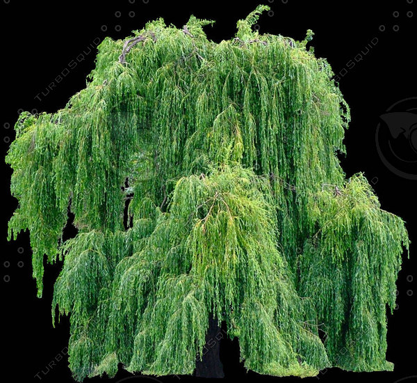 weeping willow leaf texture