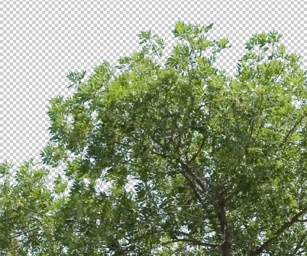Texture Photoshop tree foliage