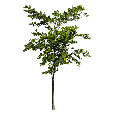 Texture JPEG Tree Trees 3drender