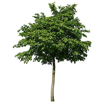 Texture JPEG Tree Trees 3drender