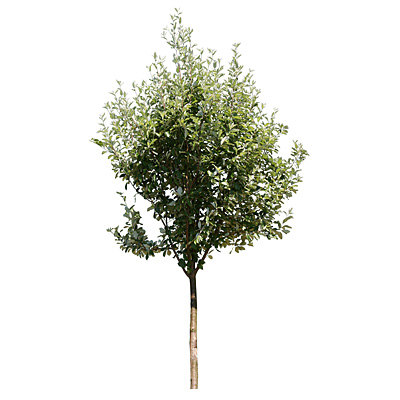 Texture JPEG Tree Trees 3drender