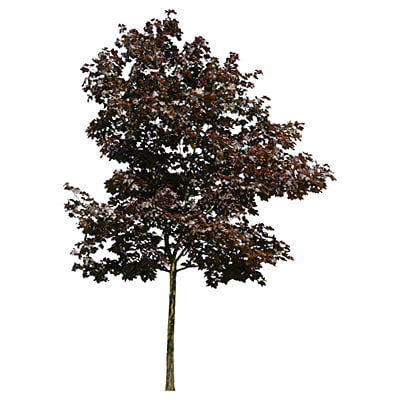 Texture JPEG Tree Trees 3drender