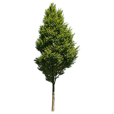 Texture JPEG Tree Trees 3drender